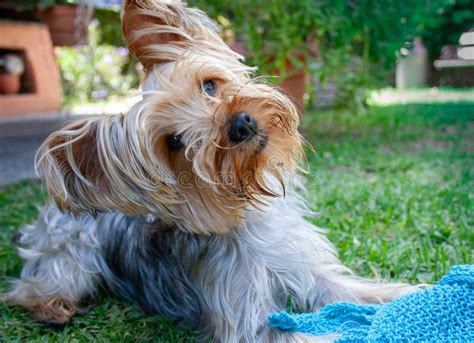 Golden And Grey Yorkie Lying On The Grass And Playing With His Blue