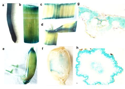 Histochemical Localization Of Gus Activity In Transgenic Plants Download Scientific Diagram