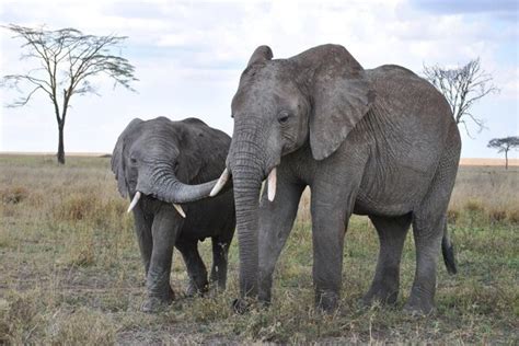 Botswana Hrozí že Do Nemecka Deportuje 20 Tisíc Slonov Svet Sme