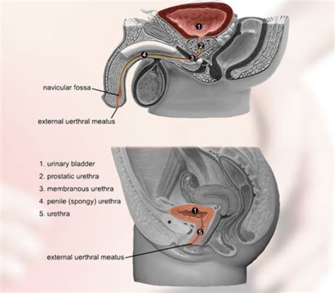 Urinary Part 2 Sexual Differences In Urinary System Anatomy Flashcards Quizlet