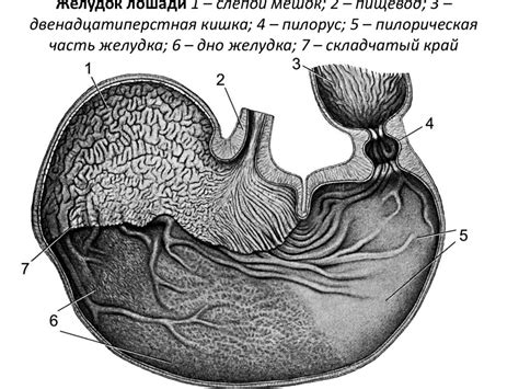 Характеристика и значение системы пищеварения и связь ее с другими системами презентация онлайн