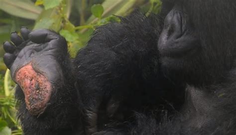 Gorillas Mating