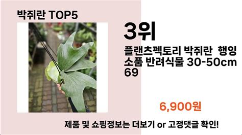 박쥐란 추천 Best 5 올해 인기상품 5ㅣ원예 식물 추천ㅣ Youtube