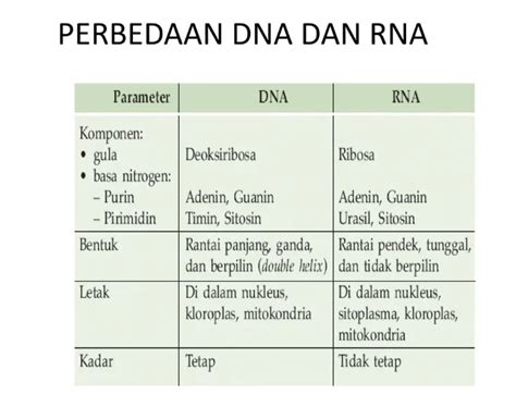 Memahami Perbedaan DNA Dan RNA Secara Mendalam Otobiez