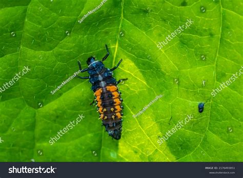 Black Ladybug Larvae