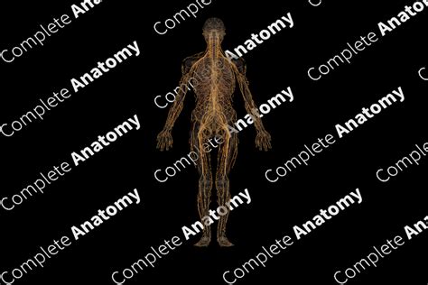 Peripheral Nervous System Complete Anatomy