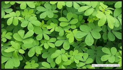 결명자판매땅콩꽃땅콩잎결명자잎과 땅콩잎의 비교 네이버 블로그