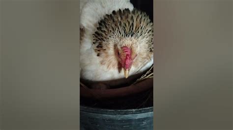 দেশি মুরগির ডিম থেকে কয়টা বাচ্চা পেলাম Nobab Agro দেশি মুরগি পালন পদ্ধতি