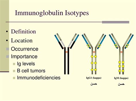 Ppt Immunoglobulins Structure And Function Powerpoint Presentation