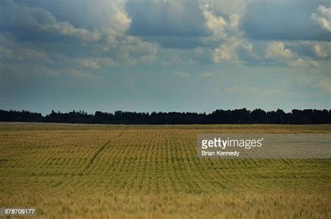 Central Alberta Fields Photos And Premium High Res Pictures Getty Images