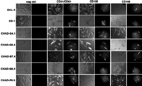 Expression Of Cd51cd61 Cd105 And Cd146 In Canine Hsa Cell Lines