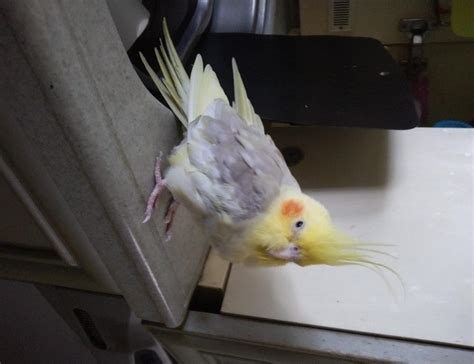 オカメインコ保護しました