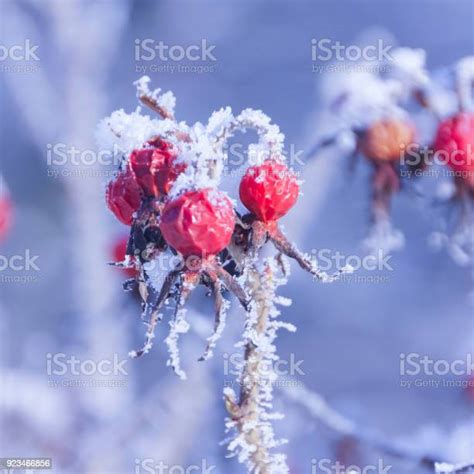 눈 모자 밑의 로즈 엉덩이 겨울에 와일드 로즈 조류에 대 한 식품의의 열매 겨울 비타민입니다 12월에 대한 스톡 사진 및 기타 이미지 Istock