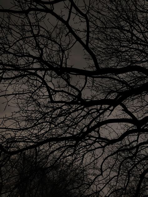 집 밖의 가지 검은 가지 겨울 경치가 좋은 계절 고딕 스타일 고요한 골격 나무 그레이스케일 그림자 대기의 로우앵글 샷 미스터리한 벌거 벗은 나무