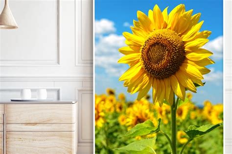 그림·사진 풍수 해바라기 대형 액자 유화 캔버스 돈들어오는 거실그림액자 부자의길 해바라기 오늘의집 쇼핑