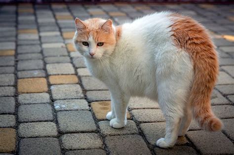 Turkish Van Cat Breed Information Characteristics Katkin