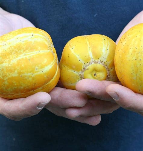 Lemon Cucumber Seeds West Coast Seeds
