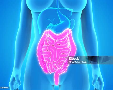 Anatomi Usus Manusia Foto Stok Unduh Gambar Sekarang Anatomi Figur