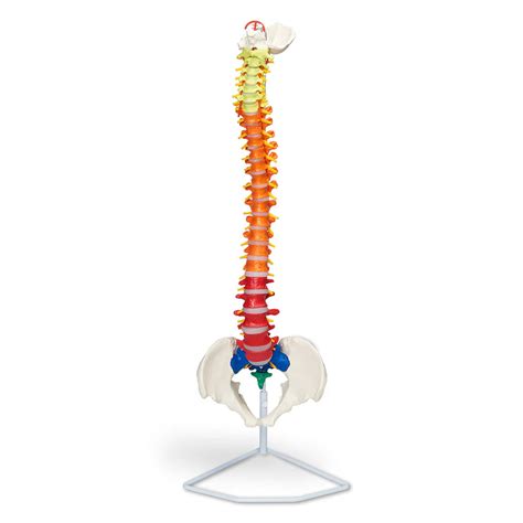 Flexible Vertebrae With Color Coded Regions Anchor Simulation