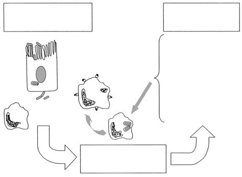 Principal Steps In Salmonella Pathogenesis With Potential For Download Scientific Diagram