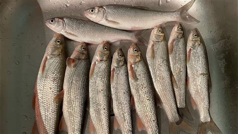 თევზაობა სამეგრელოში🐟🎣 Youtube