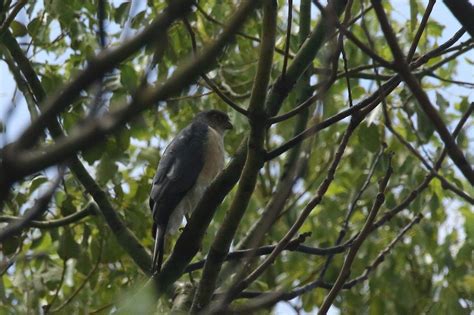 オスのツミ ブログ タゲリの部屋 ホームページもあります https birder tageri 楽天ブログ