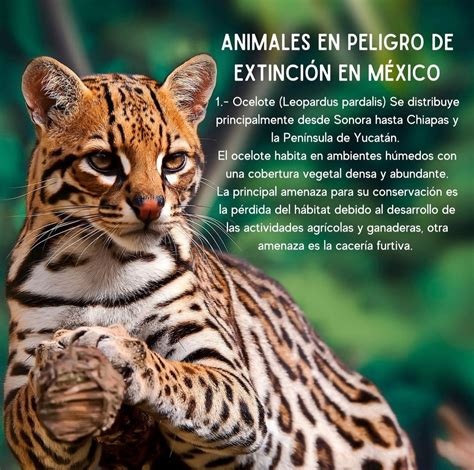 Habitats De Animales En Peligro At Ben Birtwistle Blog