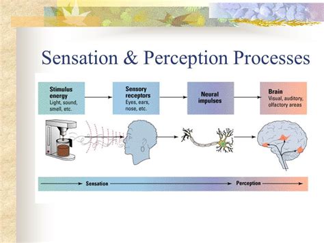 Sensation Perception Powerpoint