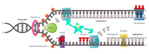 Dna Replication Flashcards Quizlet