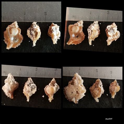 Agatized Fossil Shells