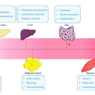 Hypothetical Temporal Model For Cachexia Progression By Integrating Download Scientific Diagram
