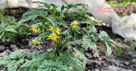 Як поливати помідори як правильно та якою водою поливати томати на городі Hochu Ua