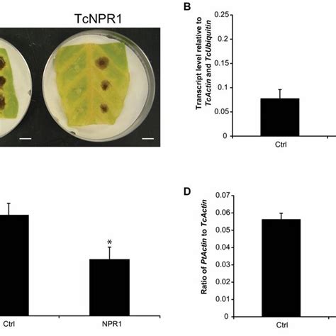 Nbt And Dab Staining Of Cacao Leaf Discs 24h After Sa Or Water