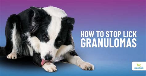 5 Steps To Heal Your Dogs Lick Granuloma Dogs Naturally