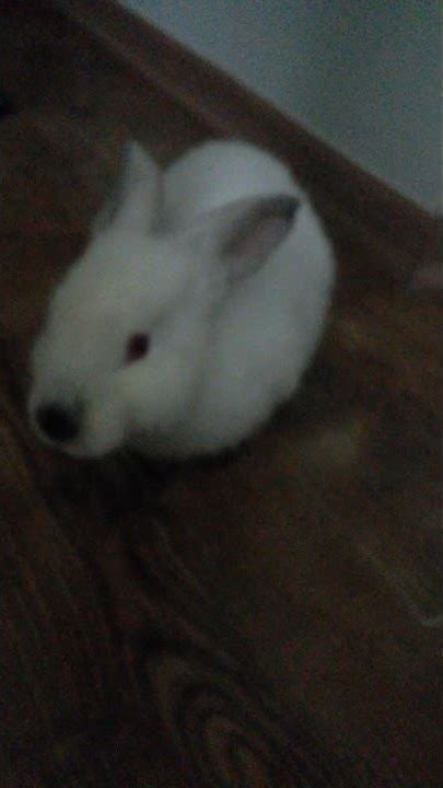 კურდღელი სახლში Youtube