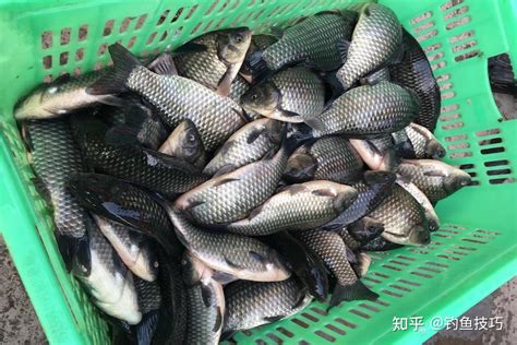 冬钓黑坑鲫鱼，主流的钓法和鱼饵，生口鲫鱼和滑口鲫鱼的区别 知乎