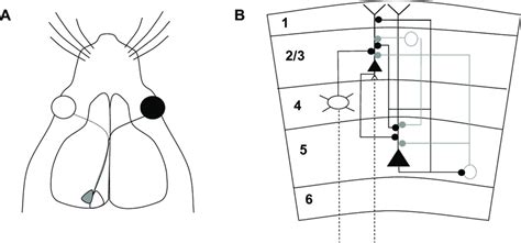 The Architecture Of The Rodent Visual System A Primary Visual Cortex Download Scientific
