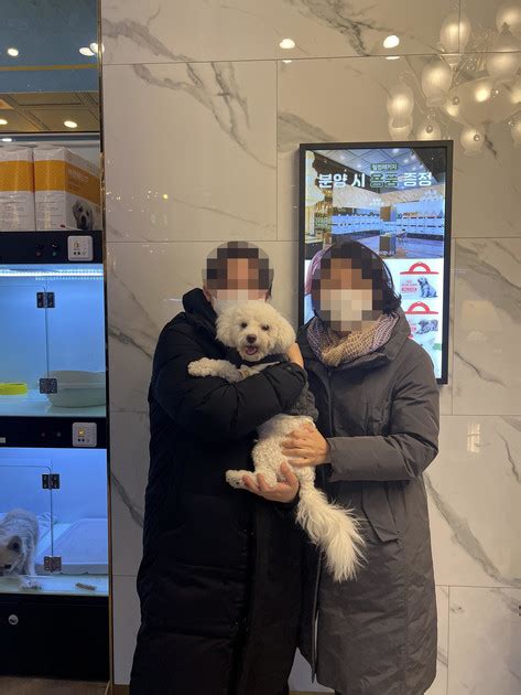 강남 2022 0007 비숑프리제 구름 책임분양 토이브리티쉬숏헤어입양 토이스코티쉬폴드입양 토이러시안블루입양 토이강아지입양 토이고양이입양 오드아이먼치킨무료분양 오드아이랙돌