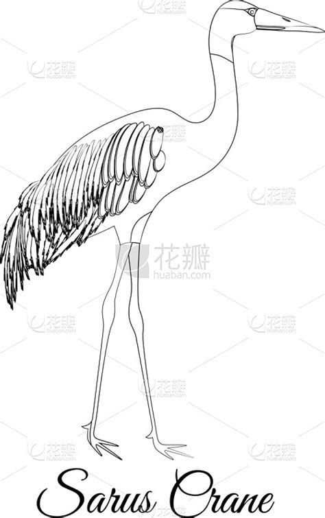 轮廓 赤颈鹤 白色 自然 翅膀 鸟类 矢量 尾巴 野生植物 着色