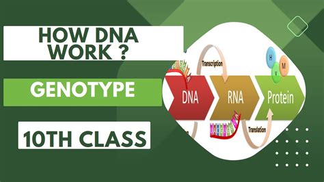How Does Dna Work Genotype And Phenotype I 10th Class I Bbiology Youtube