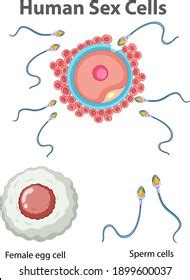 Cartoon Sex Images Images Stock Photos Vectors Shutterstock