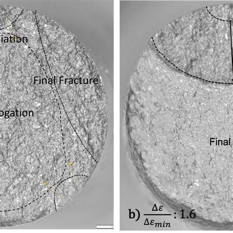 The Final Fracture Surface Of Samples Subjected To Cyclic Strain Download Scientific Diagram