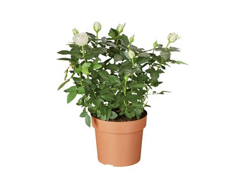 Рози в саксия Лидл Oferta Bg