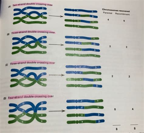 Lecture 4 Genetics Flashcards Quizlet