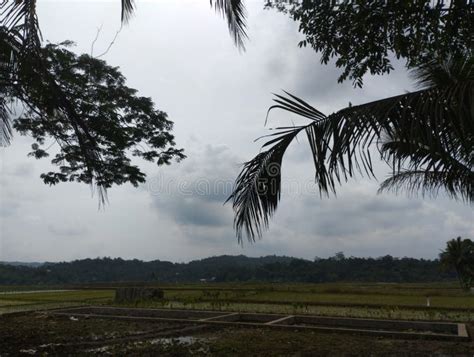 High Coconut Tree And Rice Field Stock Image Image Of Rice Coconut