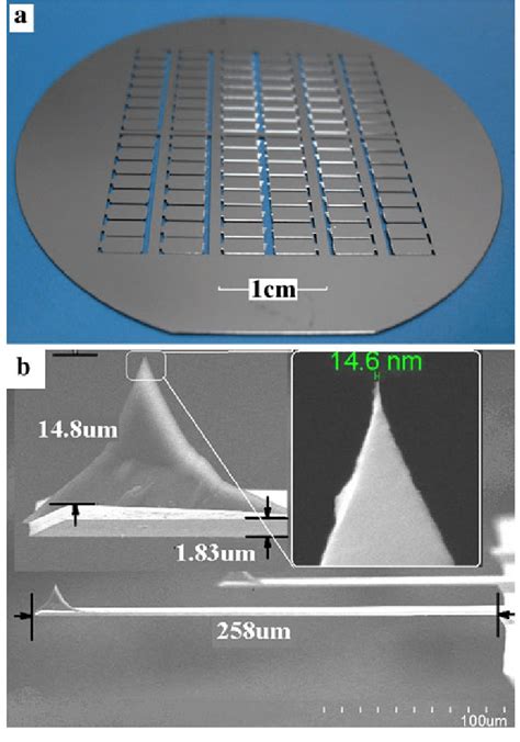 SEM Images Of AFM Probe Array In A And An AFM Probe With Two Download Scientific Diagram