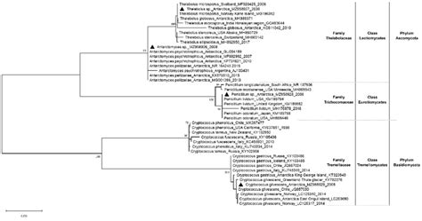 Phylogenetic Tree Inferred Using The Maximum Likelihood Estimation Download Scientific Diagram