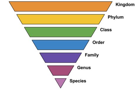 Ipm Lecture 10 Insect Classifications Flashcards Quizlet