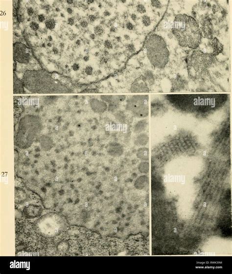 Electron Microscopic Structure Of Protozoa 1963 Electron Microscopic Structure Of Protozoa