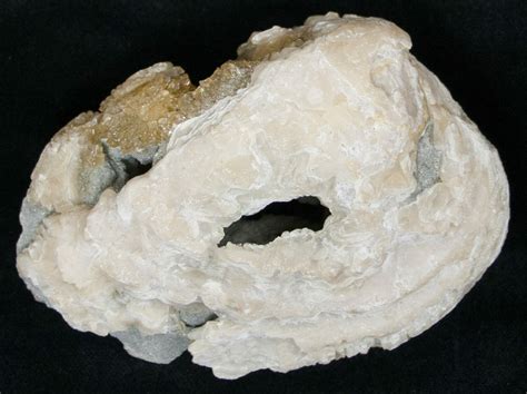 Clam Fossil With Golden Calcite Crystals For Sale FossilEra Com